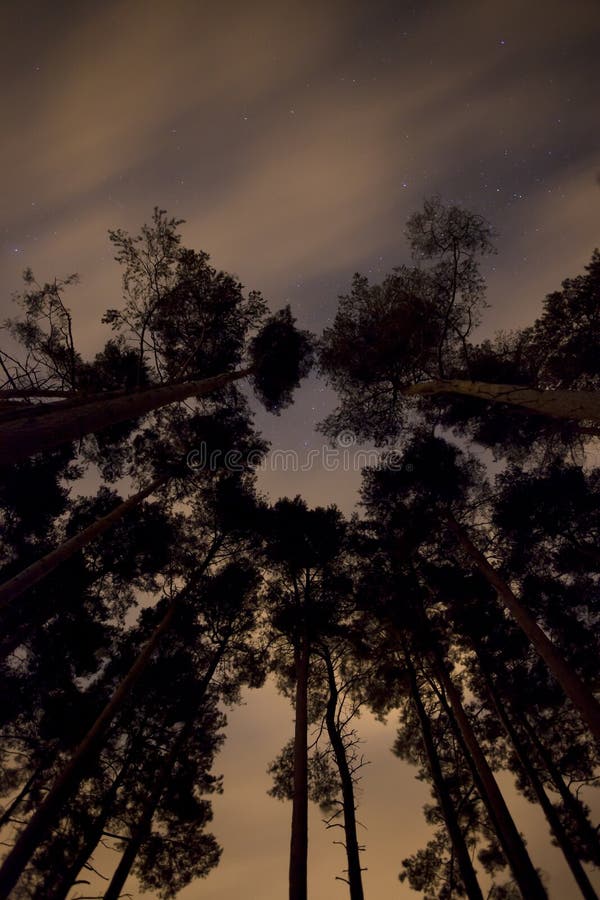 Tree tops at night stock photo. Image of galaxy, impression - 29028566