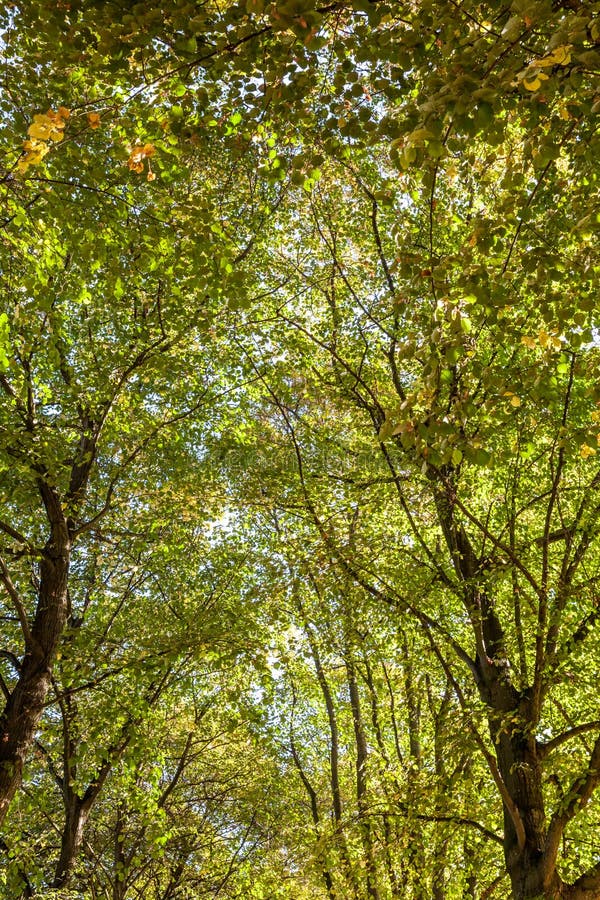 The tree tops stock photo. Image of background, wood - 78574382