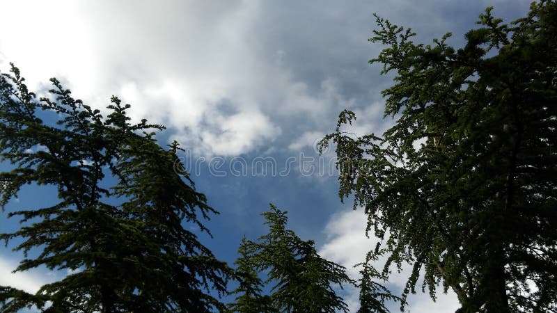 Tree Tops and the Sky Behind Stock Image - Image of green, pine: 110763199