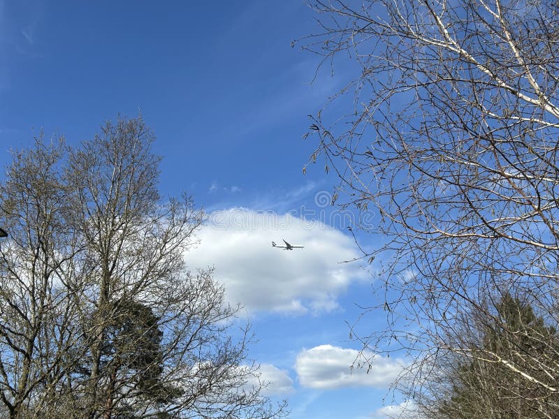 Tree Tops with Sky and Clouds in Background Stock Photo - Image of ...