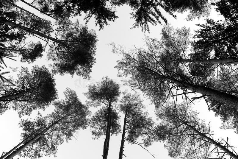 Tree Tops and Sky View. Black and White Stock Image - Image of outside ...