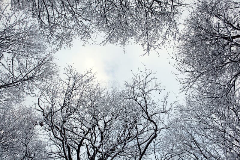 Tree tops with snow. stock photo. Image of park, forest - 82825958