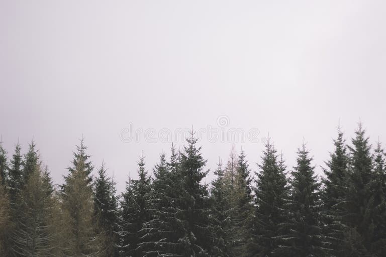 95,564 Tops Detai Stock Photos - Free & Royalty-Free Stock Photos from ...