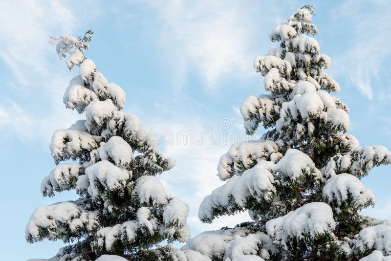 Tree tops in the snow stock image. Image of christmas - 264109539