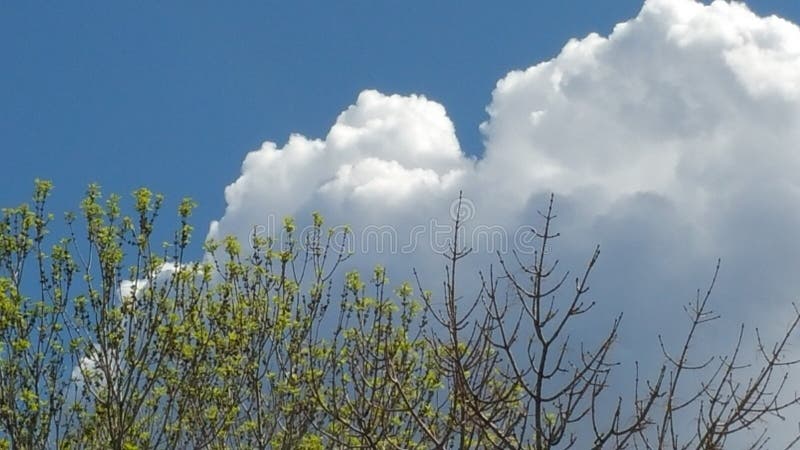 Tree tops in spring stock photo. Image of tree, albuquerque - 52176248
