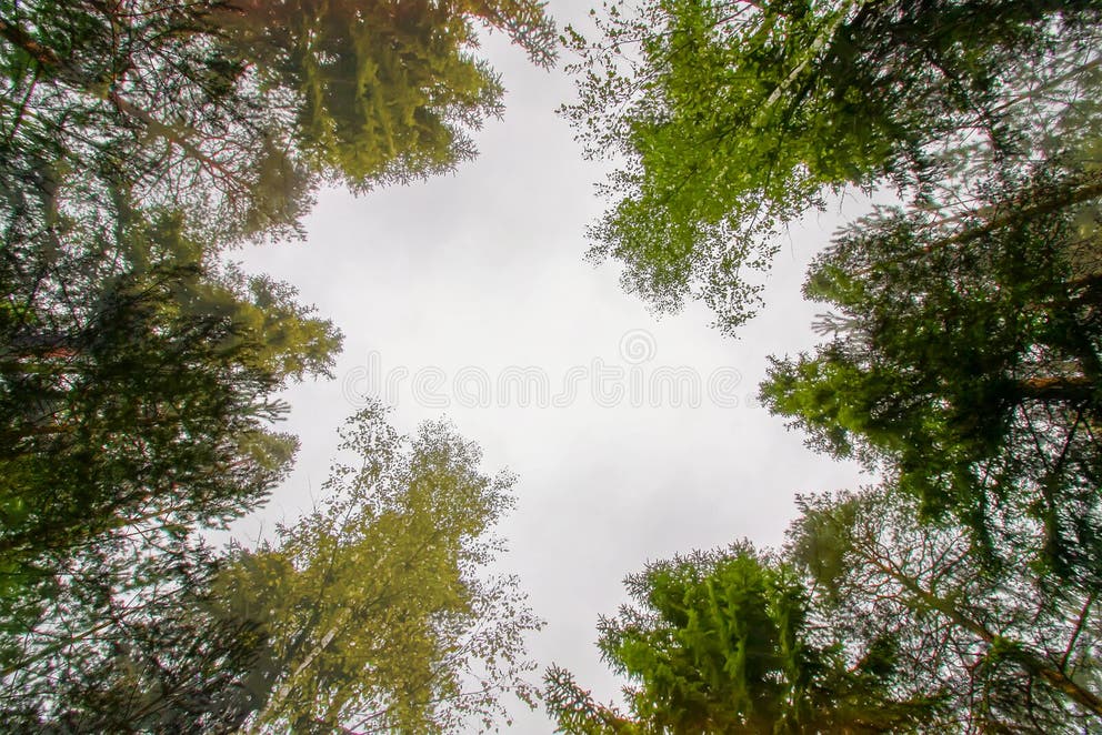 Tree tops in a forest stock photo. Image of foliage - 144432156