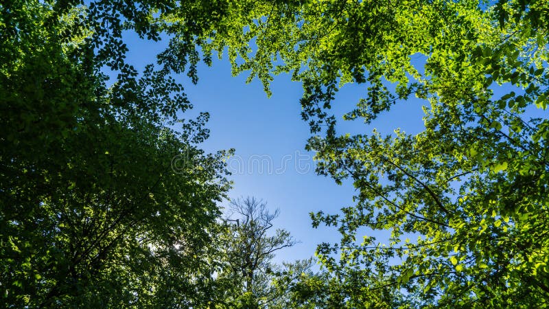 Tree tops in summer season stock photo. Image of park - 166027752