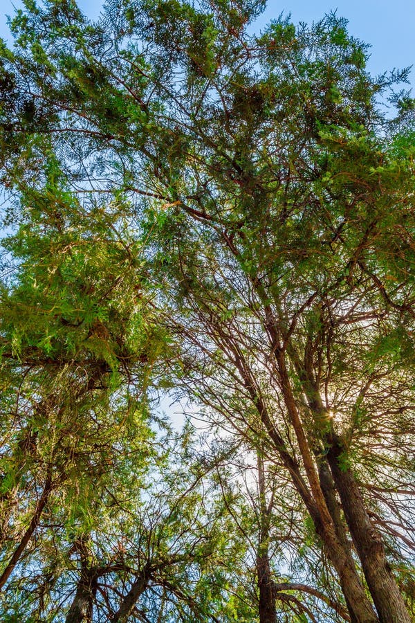 Tree tops stock image. Image of bark, skies, tree, green - 76691403
