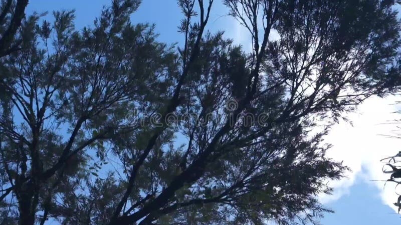 Tree Tops with Sunlight in Summer with Blue Sky and Running Clouds ...