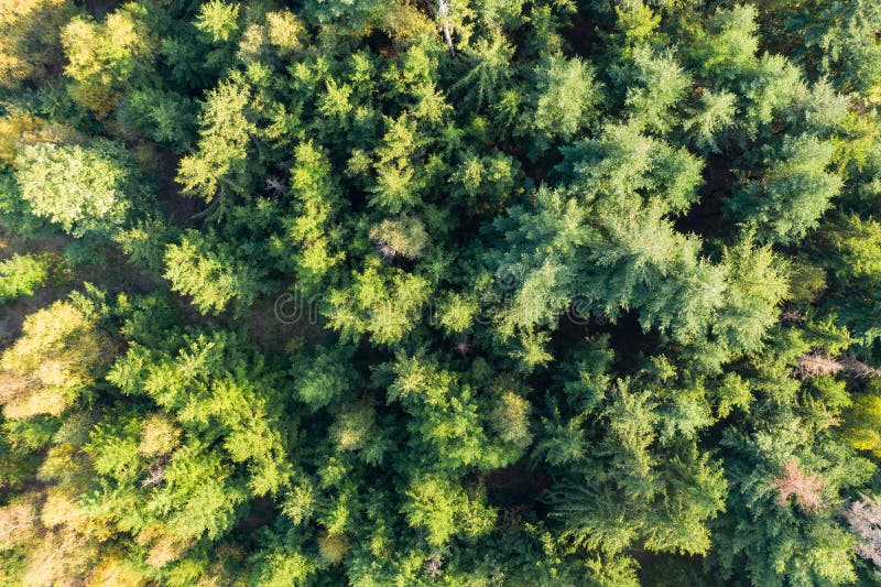 Tree tops in top view stock image. Image of background - 197052107