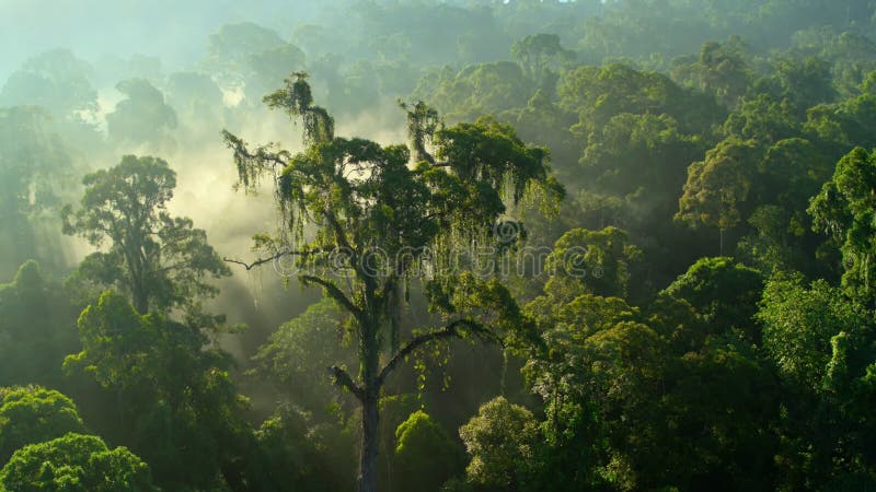 Tree Tops of Tropical Rainforest in Congo Stock Footage - Video of ...