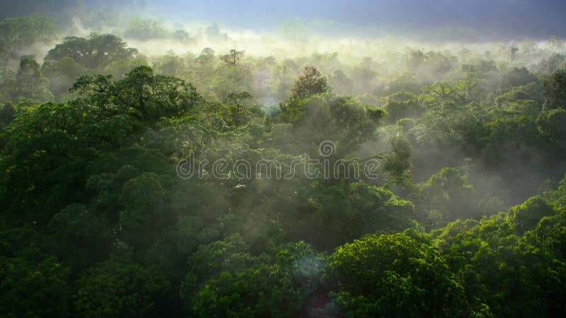 Tree Tops of Tropical Rainforest in Congo Stock Footage - Video of ...