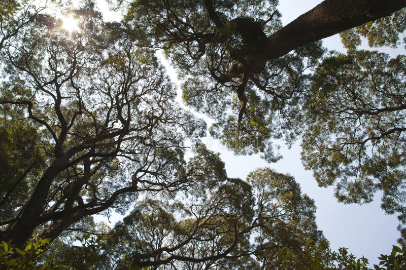 Tree tops stock image. Image of tops, tree, green, canopy - 41628211