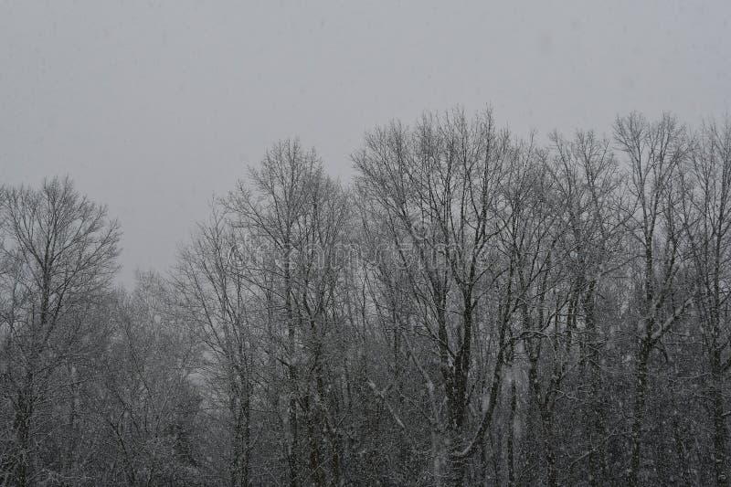 Tree Tops Winter Sky Forest Landscape Copy Space Stock Image - Image of ...