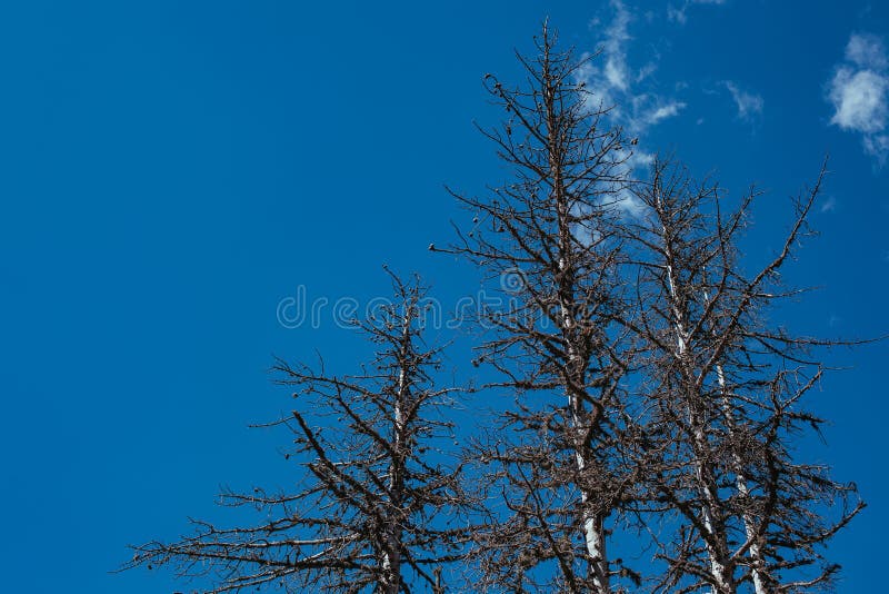 Tree Tops in a Withered Forest, Consequences of a Natural Disaster ...