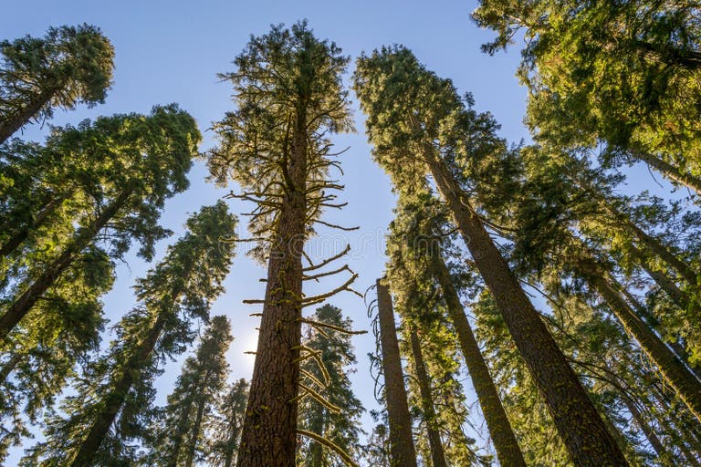Tree tops at Yosemite stock image. Image of pacific - 127300911