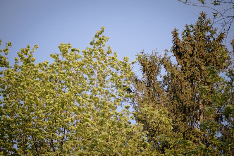 Tree Tops with Young Spring Leaves and Pinecones on Blue Evening Sky ...
