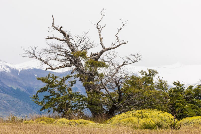 Paine tree stock photo. Image of needles, area, national - 31308512
