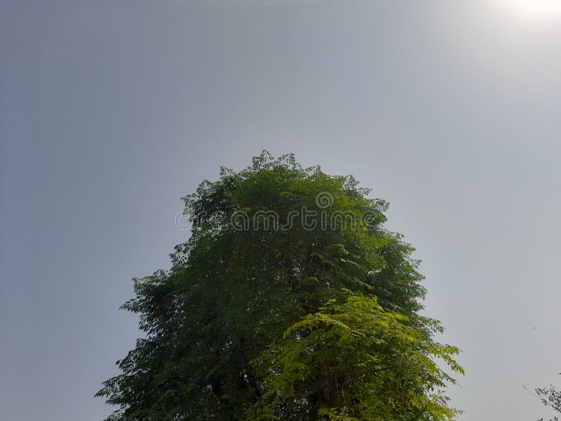 Tree touching the sky stock image. Image of morning - 226807251