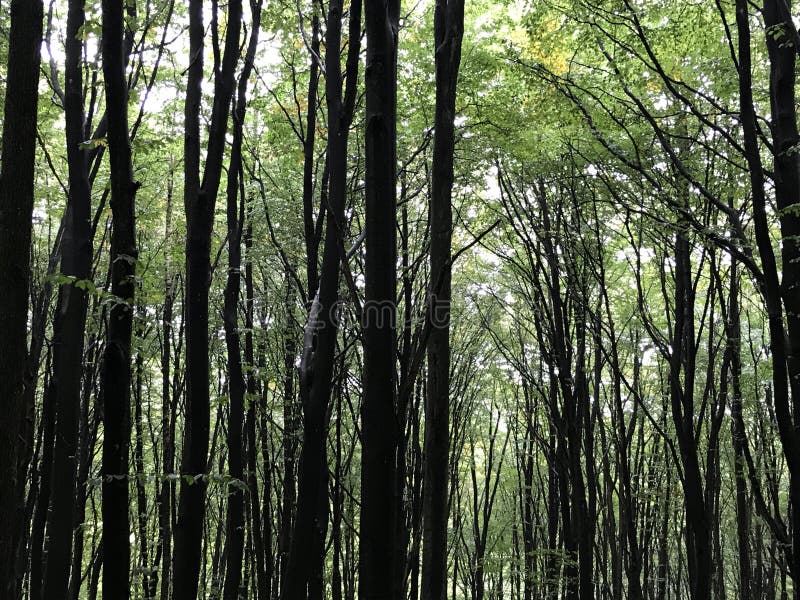 Tree stock image. Image of tree, skacurren, tracurren - 100465435