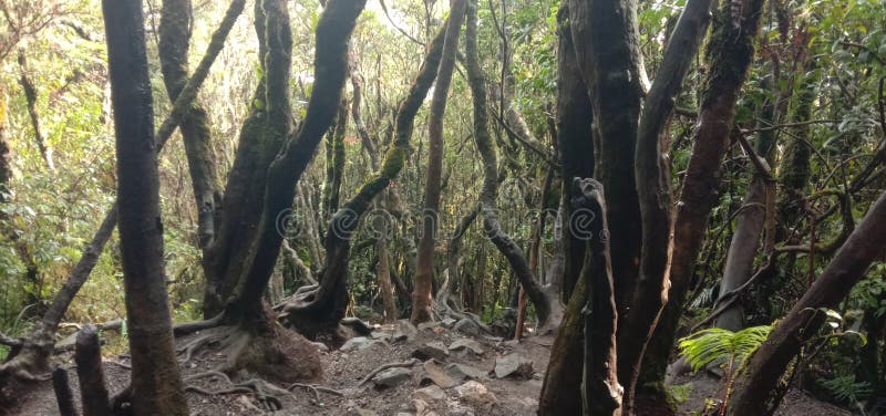Tree on Track Pangrango Mountain Garut Stock Image - Image of tree ...