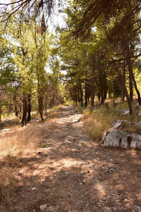 Tree Track, the Forest, Suma, Staza Stock Image - Image of staza ...