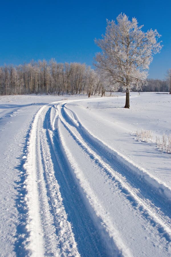 Tree Dawn stock image. Image of nature, early, water, inspiring - 403983