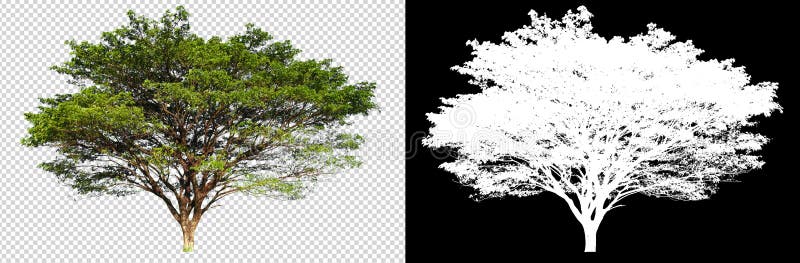 Tree on Transparency Background Picture with Clippings Path Stock Photo ...