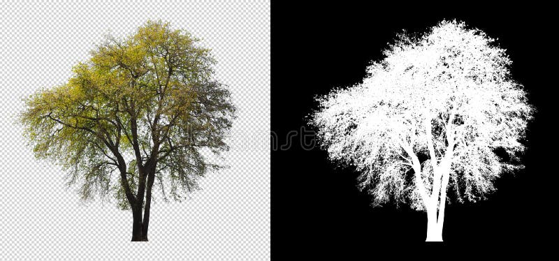 1,983 Pine Alpha Photos - Free & Royalty-Free Stock Photos from Dreamstime