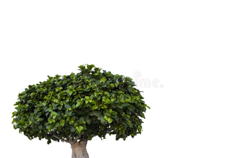 Tree on Transparent Background, Real Tree, Green Leaf, Isolate Die Cut ...