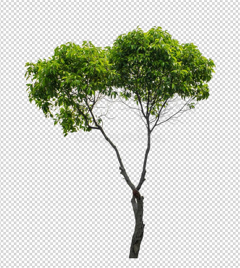 Tree on Transparent Picture Background with Clipping Path, Single Tree ...