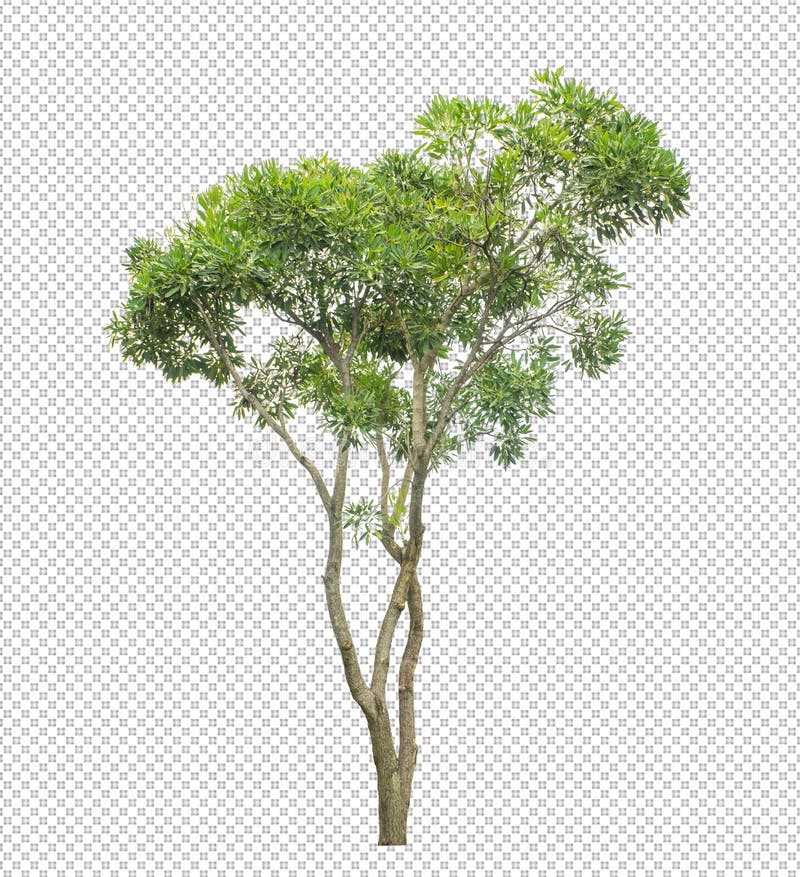 Tree on Transparent Picture Background with Clipping Path, Single Tree ...