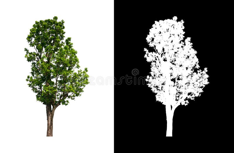 2,038 Pine Tree Branch Alpha Stock Photos - Free & Royalty-Free Stock ...