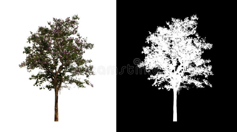 622 Tree Alpha Texture Stock Photos - Free & Royalty-Free Stock Photos ...