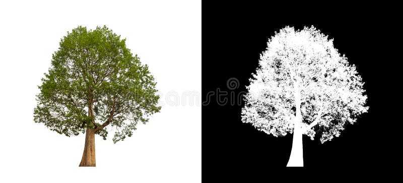 1,078 Tree Alpha Texture Stock Photos - Free & Royalty-Free Stock ...
