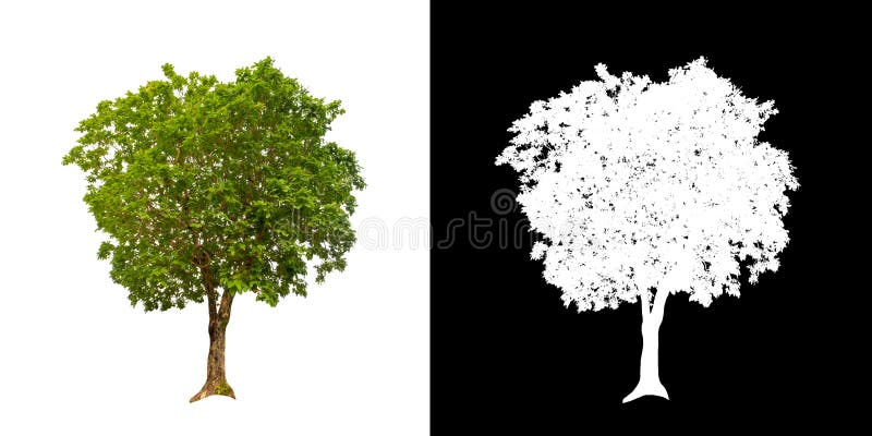 622 Tree Alpha Texture Stock Photos - Free & Royalty-Free Stock Photos ...