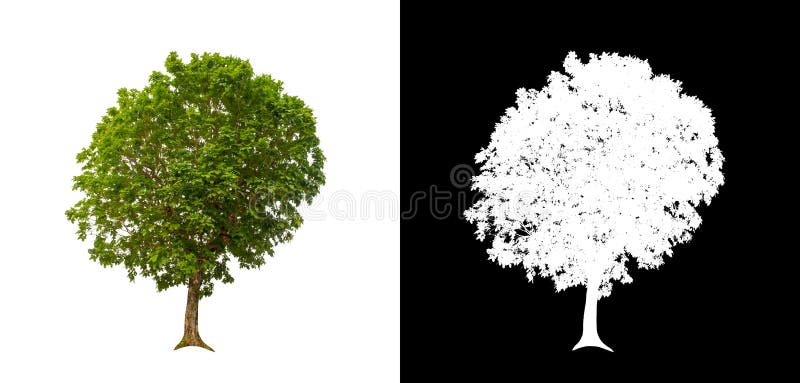622 Tree Alpha Texture Stock Photos - Free & Royalty-Free Stock Photos ...