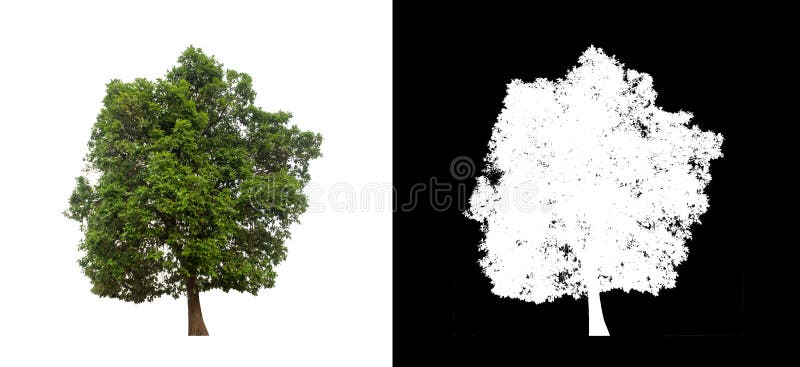 622 Tree Alpha Texture Stock Photos - Free & Royalty-Free Stock Photos ...