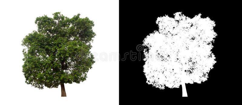 1,069 Tree Alpha Texture Stock Photos - Free & Royalty-Free Stock ...