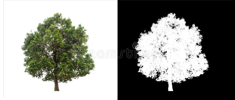 1,078 Tree Alpha Texture Stock Photos - Free & Royalty-Free Stock ...