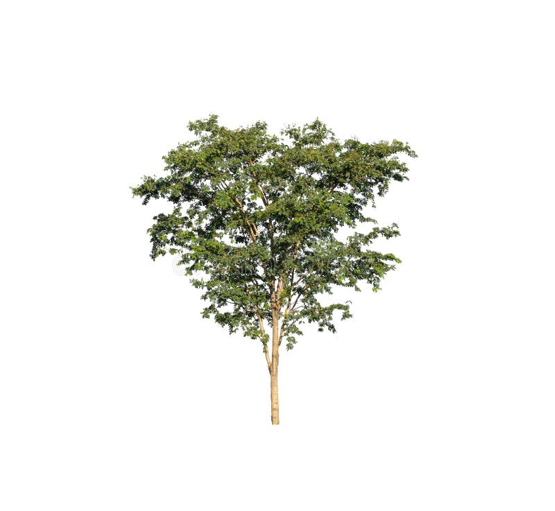 1,874 Pine Plant Branch Alpha Stock Photos - Free & Royalty-Free Stock ...