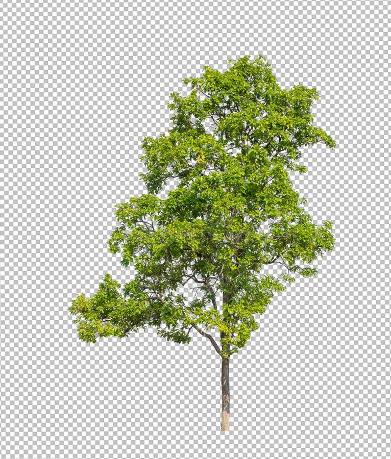 2,303 Tall Tree Transparent Background Stock Photos - Free & Royalty ...