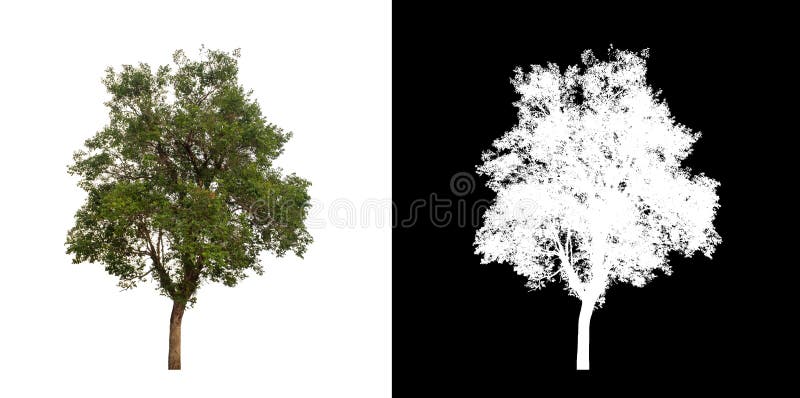 622 Tree Alpha Texture Stock Photos - Free & Royalty-Free Stock Photos ...