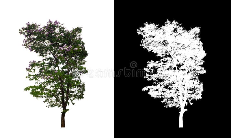 622 Tree Alpha Texture Stock Photos - Free & Royalty-Free Stock Photos ...
