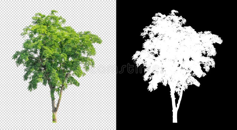 Alpha Transparent Trees Stock Illustrations – 236 Alpha Transparent ...