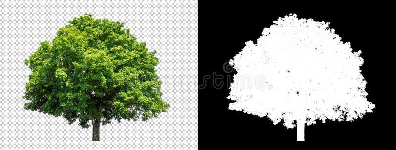 548 Tree Alpha Texture Photos - Free & Royalty-Free Stock Photos from ...