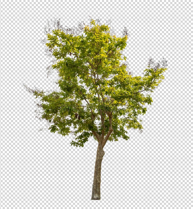 Tree on Transparent Picture Background with Clipping Path, Single Tree ...