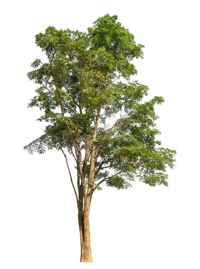Tree on Transparent Picture Background with Clipping Path, Single Tree ...