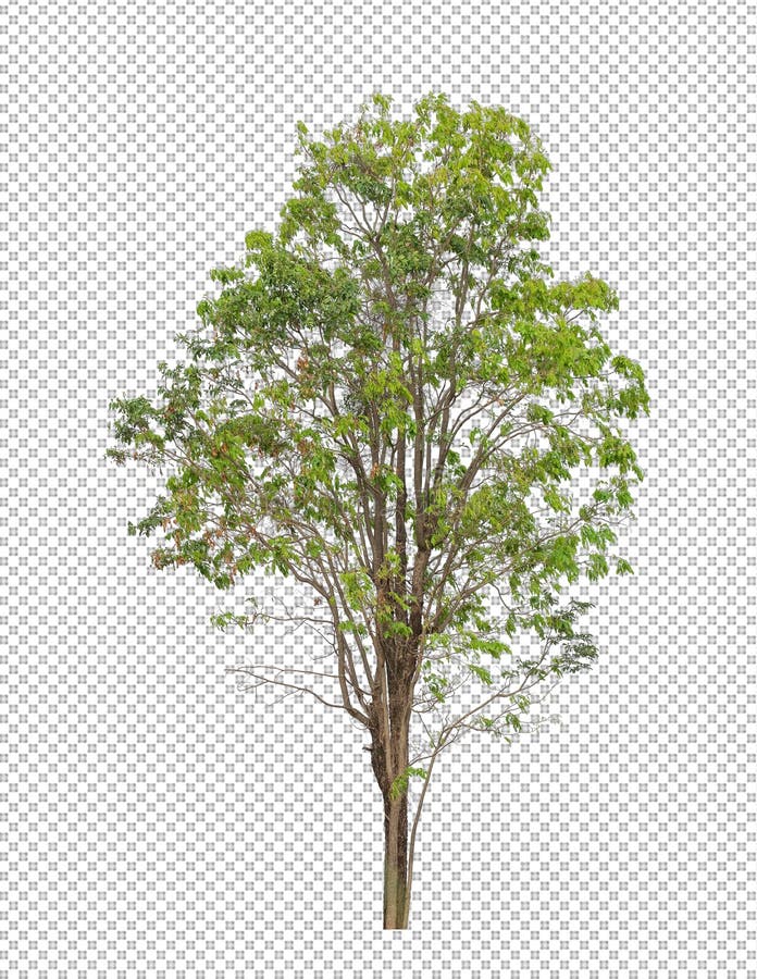 2,303 Tall Tree Transparent Background Stock Photos - Free & Royalty ...