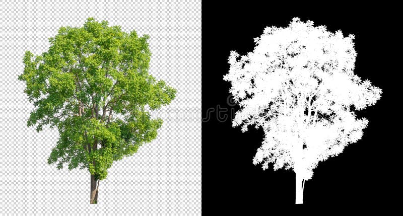 548 Tree Alpha Texture Photos - Free & Royalty-Free Stock Photos from ...